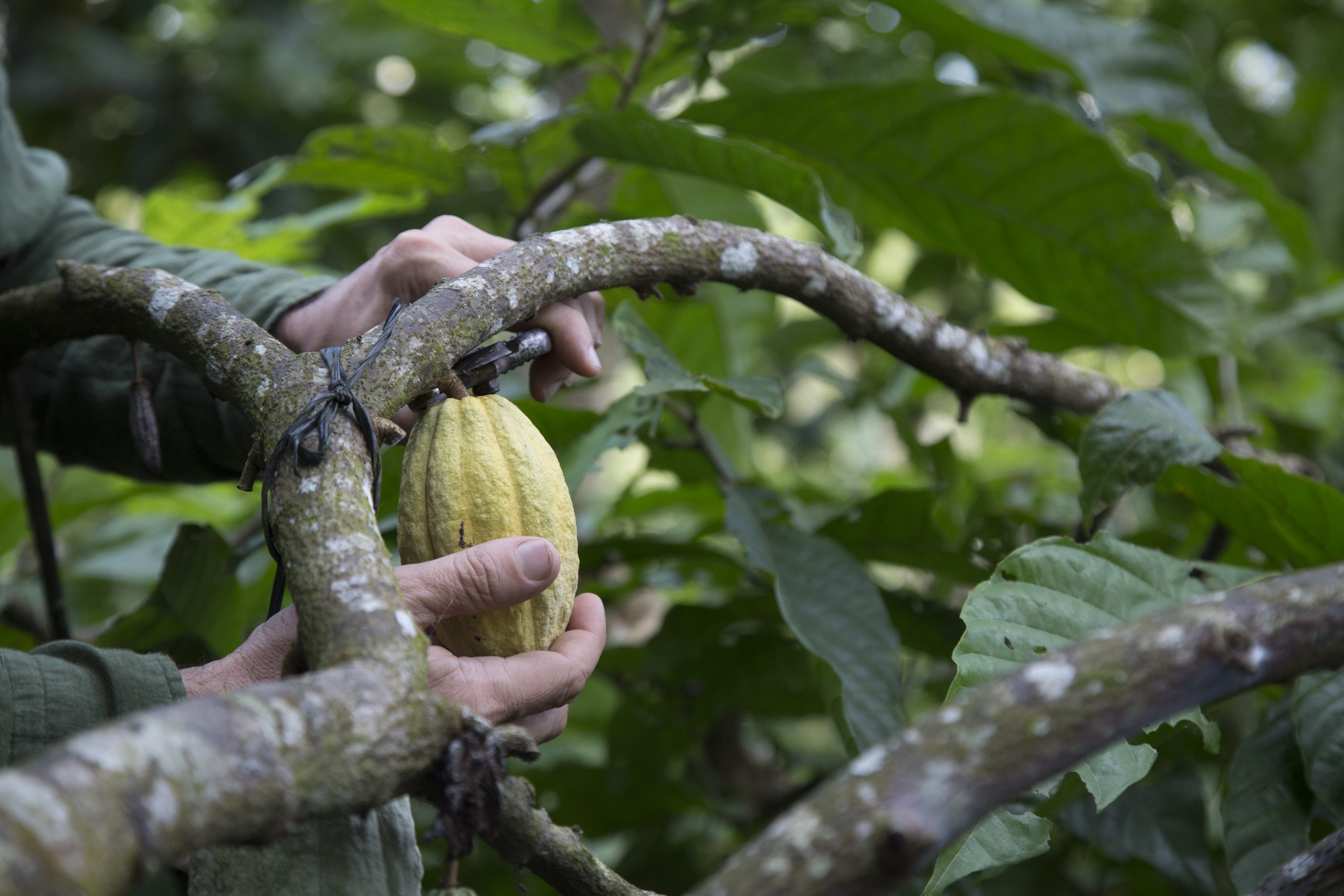 Startseite - Kakaw.Network